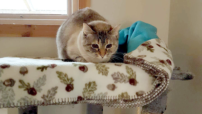 A Russian man wanted to save his cat but was sentenced to prison. Why ...