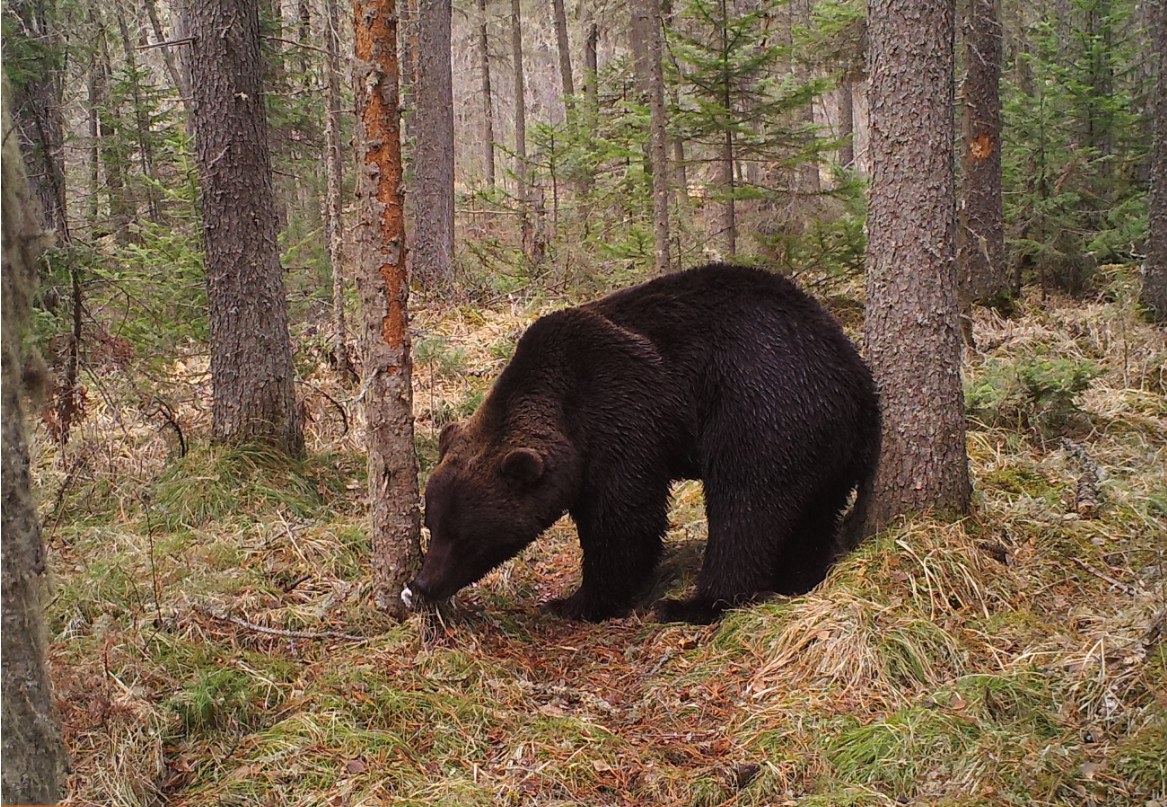 Življenje v koči sredi tajge: Delo gozdnega čuvaja v narodnem parku ...