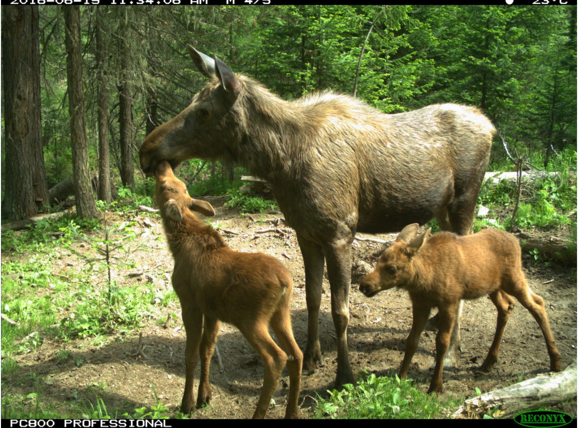 Življenje v koči sredi tajge: Delo gozdnega čuvaja v narodnem parku ...