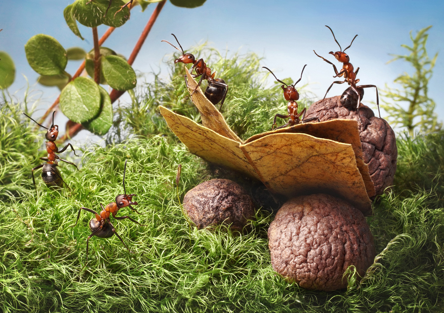 Insect antics: Russian photographer snaps stunning pics of complex ...