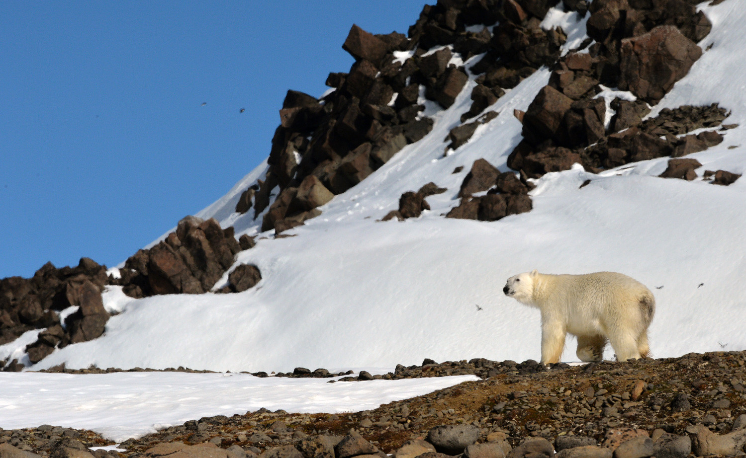 Où rencontrer des ours en Russie sans risquer sa peau - Russia Beyond FR