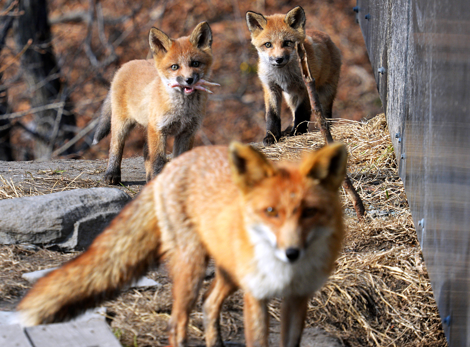 Fox family up sticks and move into parking lot on Russky island (PHOTOS ...