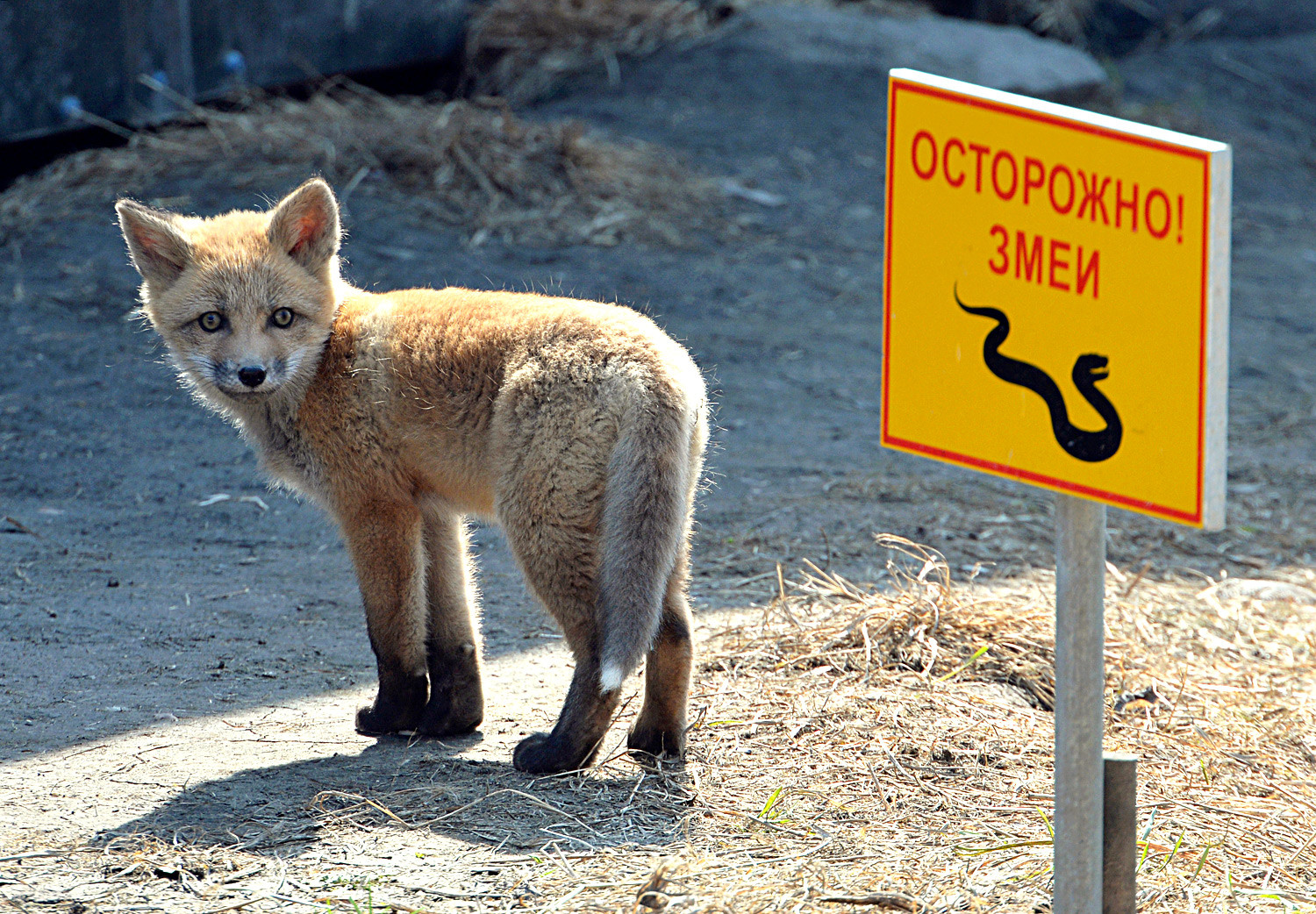 Fox family up sticks and move into parking lot on Russky island (PHOTOS ...