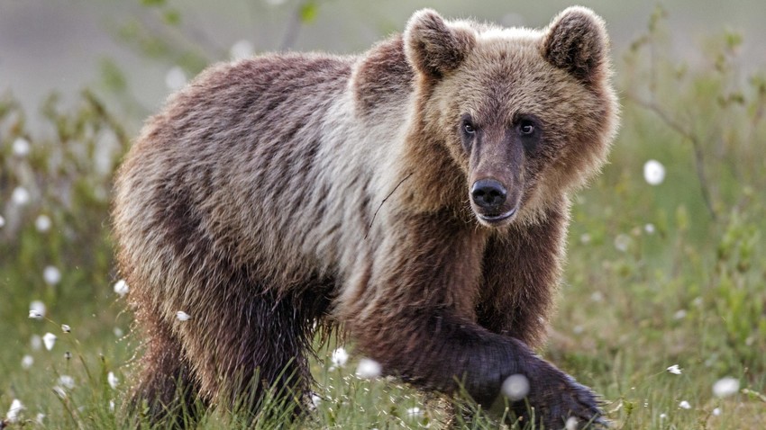 Mansur the bear lives on an airfield and doesn’t fear people! (VIDEO ...