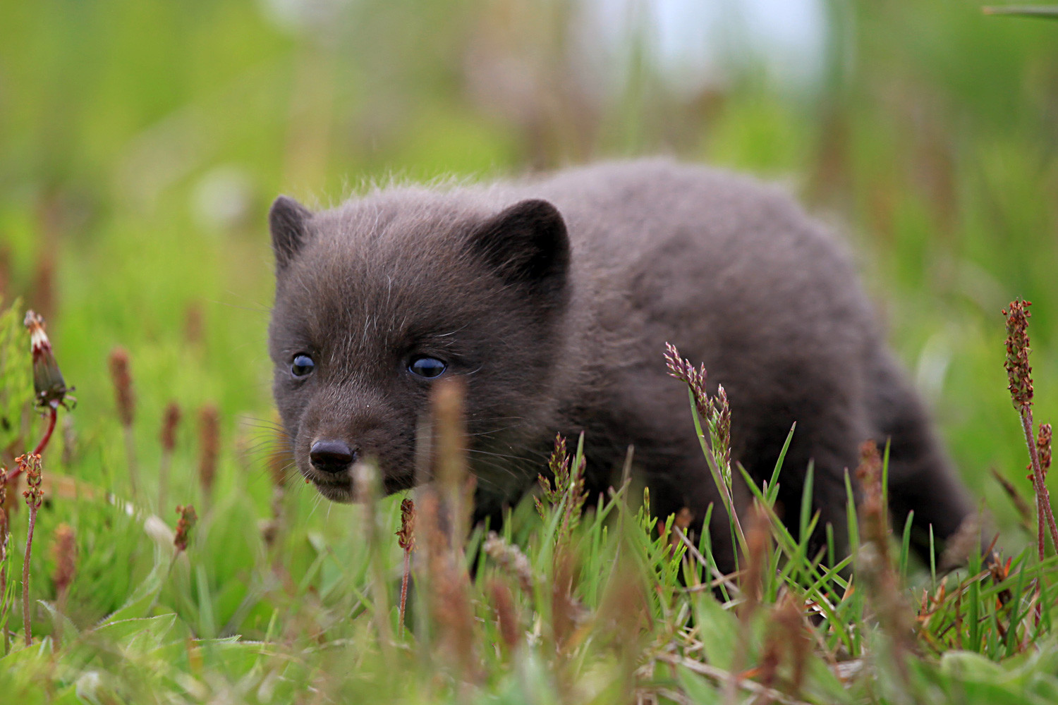 15 of Russia's cutest baby beasts - before they turn savage! - Russia ...