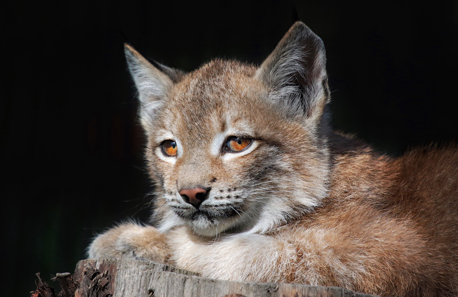 Quindici meravigliose specie animali della Russia... dalle quali è ...