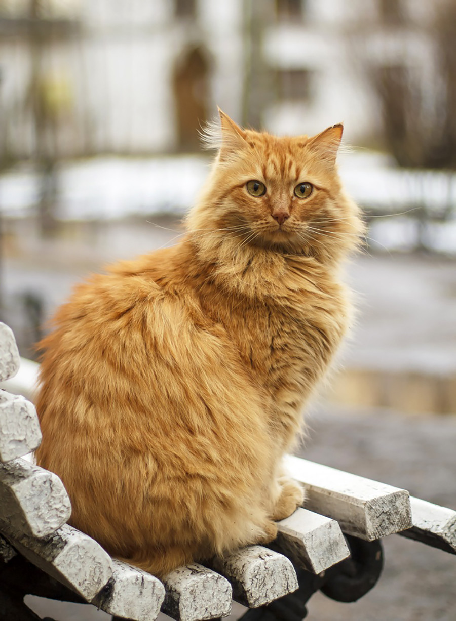 10 gatos que ‘trabalham’ em museus russos - Russia Beyond BR