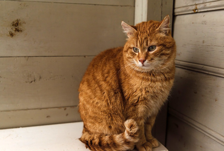 10 gatos que ‘trabalham’ em museus russos - Russia Beyond BR