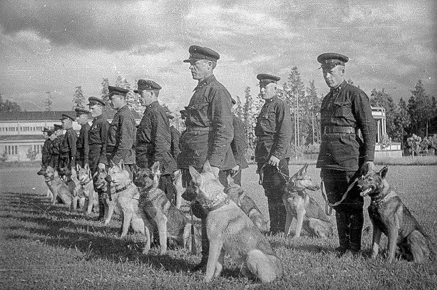 L’esercito dei cani bomba: così nella Seconda guerra mondiale si ...