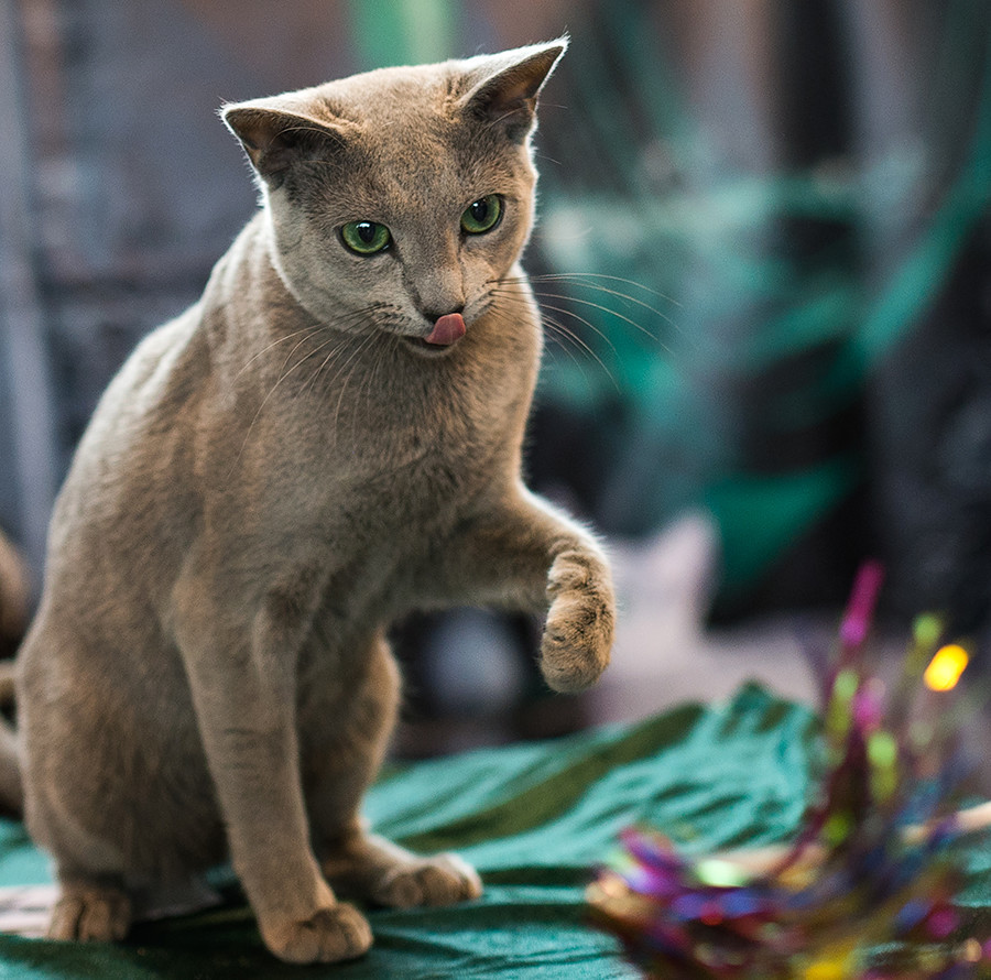 Como adotar ou comprar um gato na Rússia - Russia Beyond BR