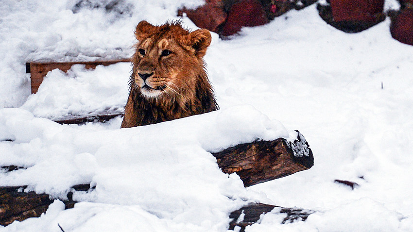Fotos e vídeos de animais brincando na neve derreterão seu coração ...