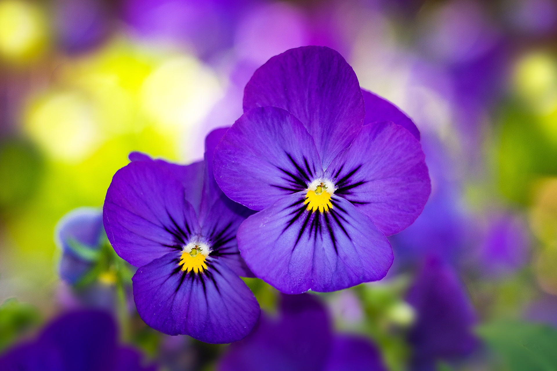 Dieci bellissimi fiori russi che non dovete raccogliere - Russia Beyond ...