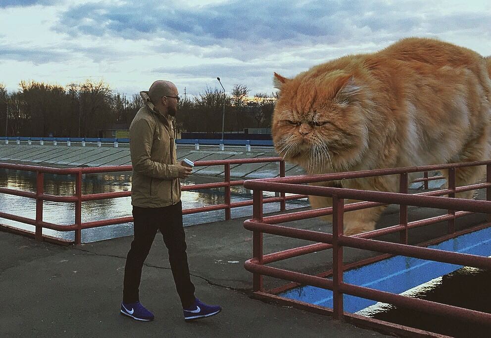 More cats please! This Russian instagrammer spices up reality with ...