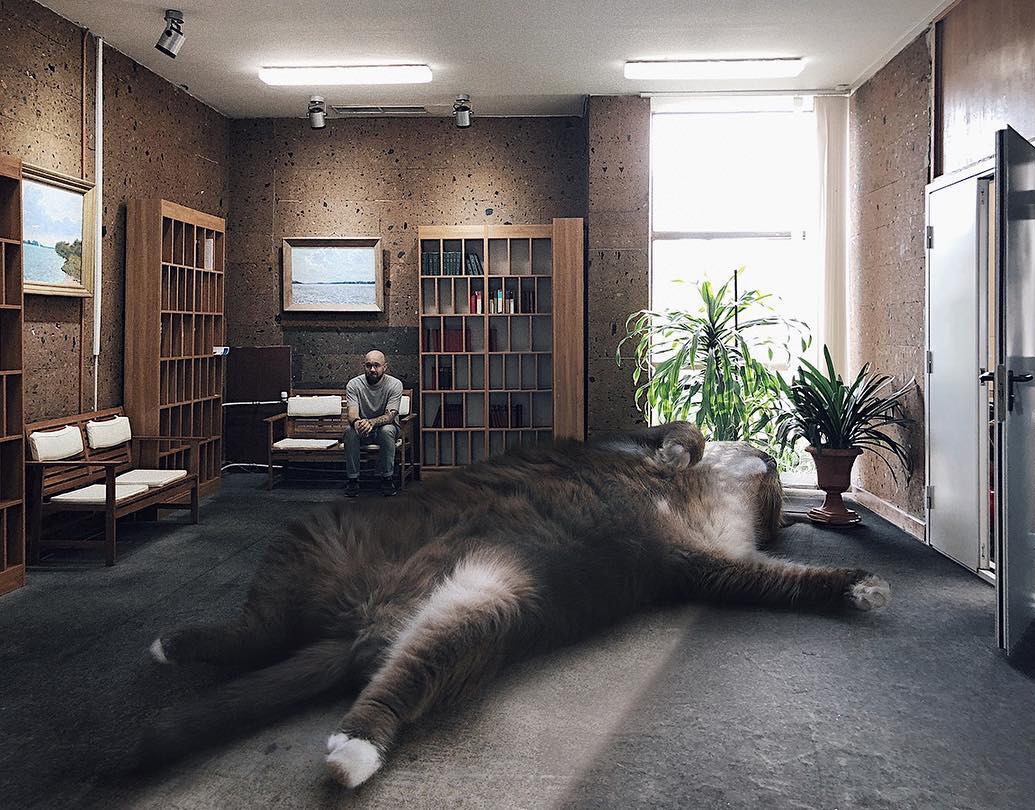 More cats please! This Russian instagrammer spices up reality with ...