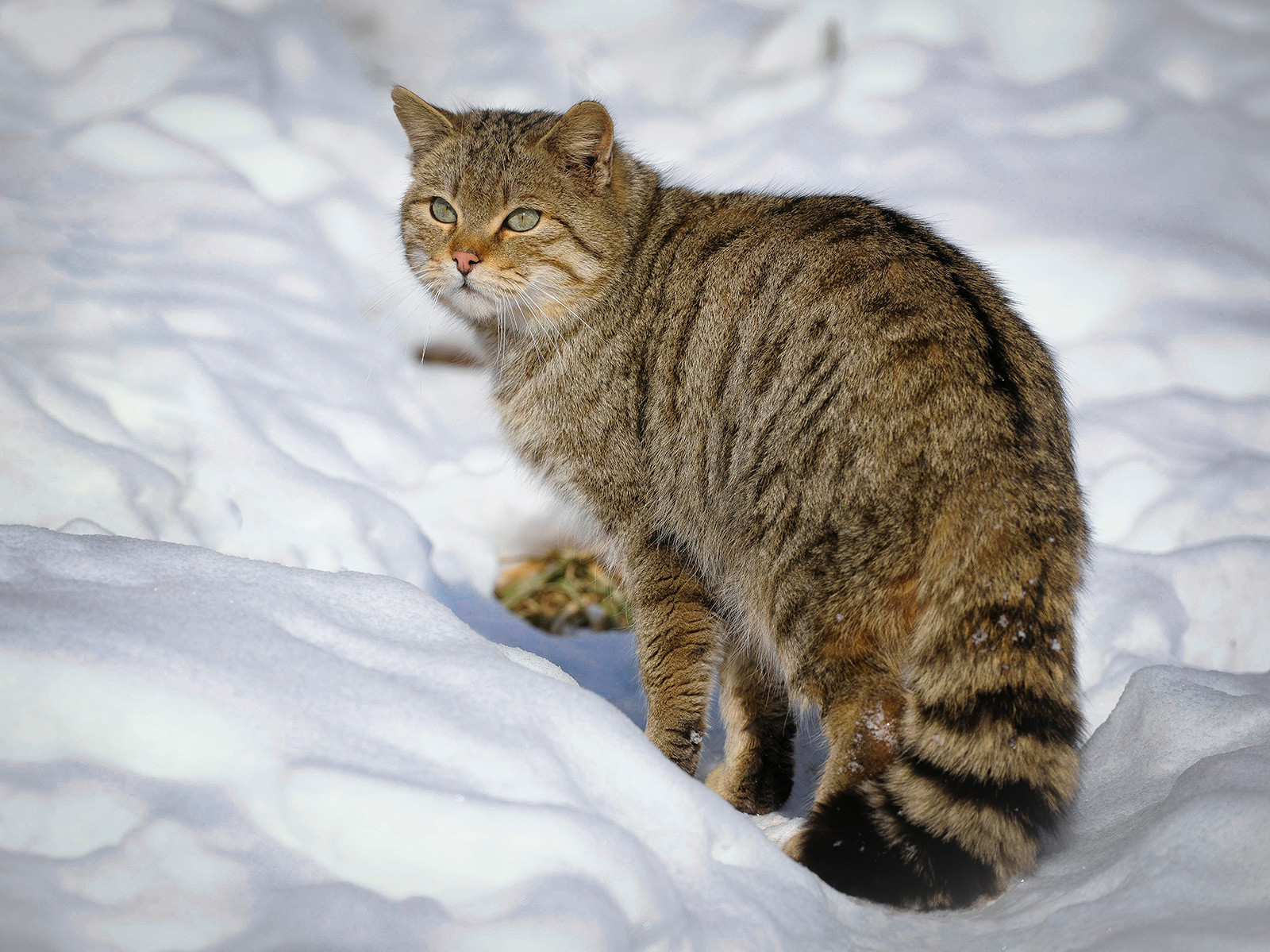 Sept des plus beaux animaux de Russie - Russia Beyond FR