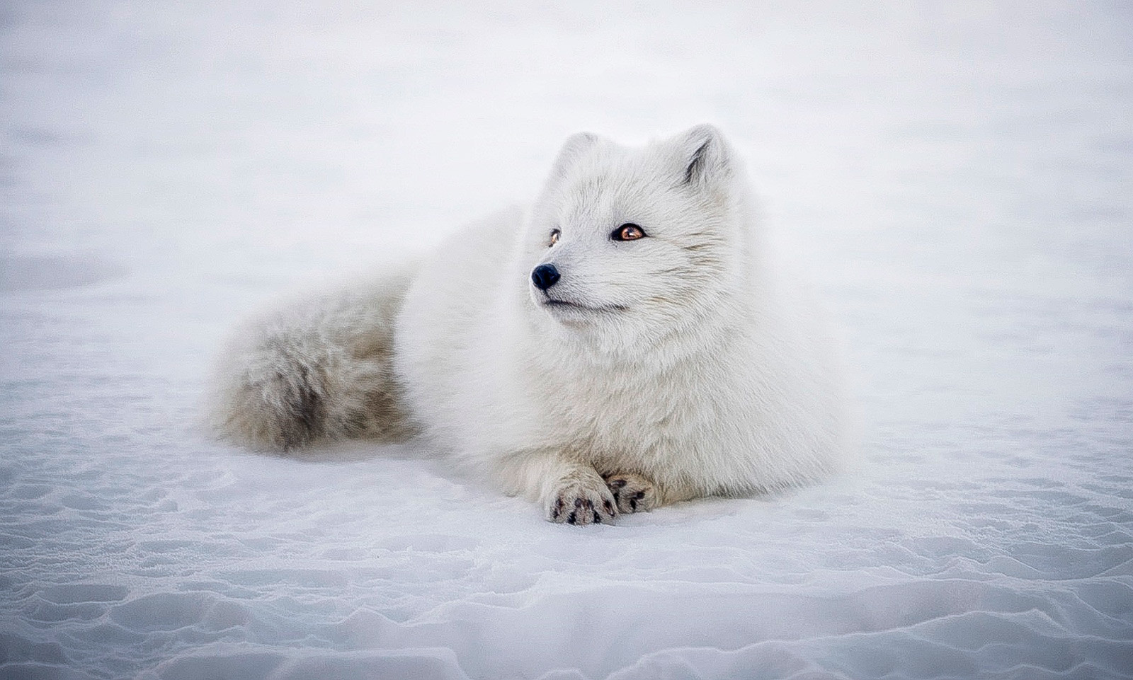 7 Of Russia s Most Beautiful Animals PHOTOS Russia Beyond 7 Of Russia s Most Beautiful Animals PHOTOS Russia Beyond