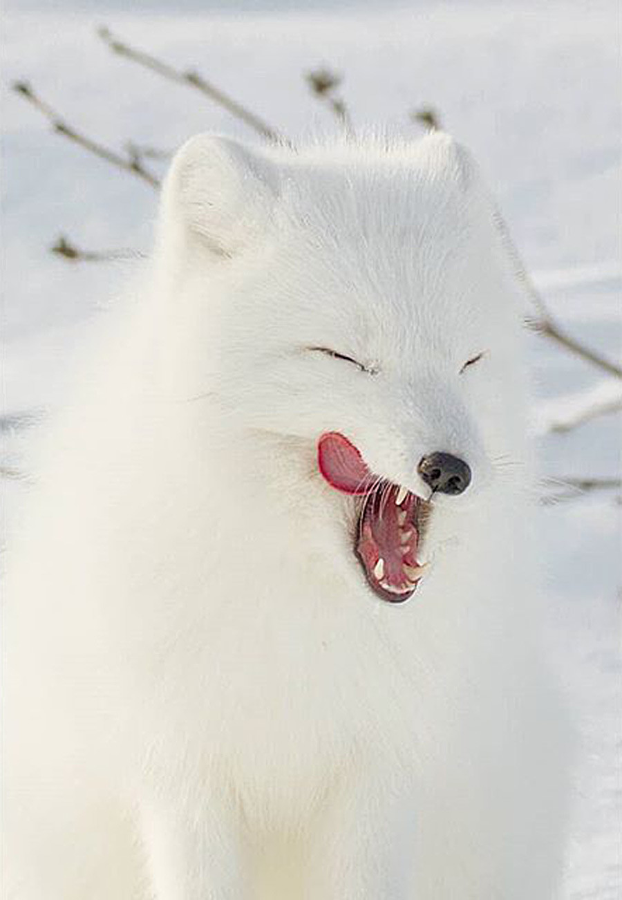 12 animals in Russia’s north that have attained Zen (PHOTOS) - Russia ...