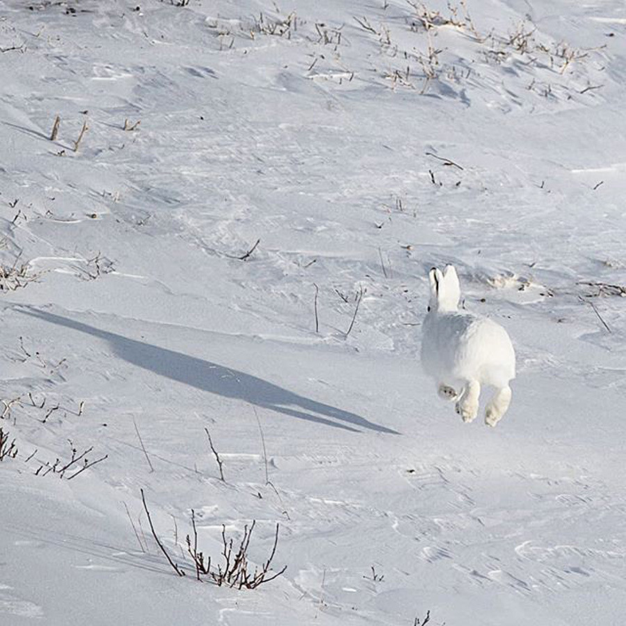 12 animals in Russia’s north that have attained Zen (PHOTOS) - Russia ...