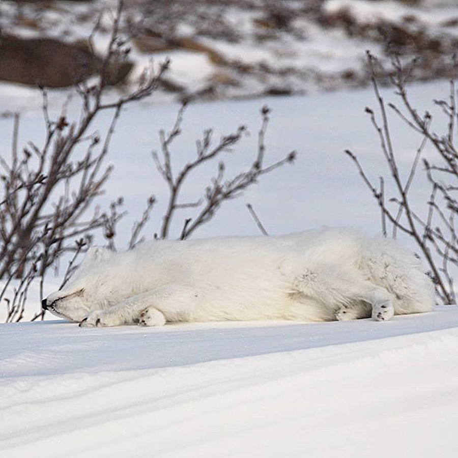 12 animals in Russia’s north that have attained Zen (PHOTOS) - Russia ...