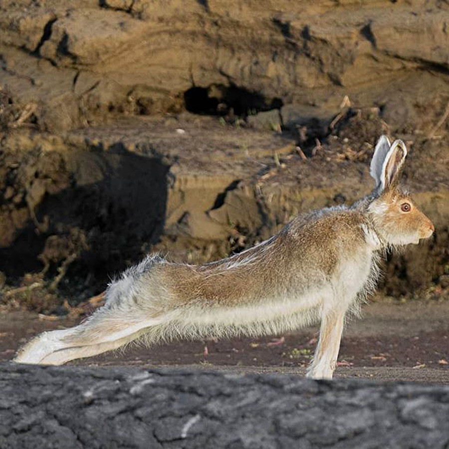 12 animals in Russia’s north that have attained Zen (PHOTOS) - Russia ...