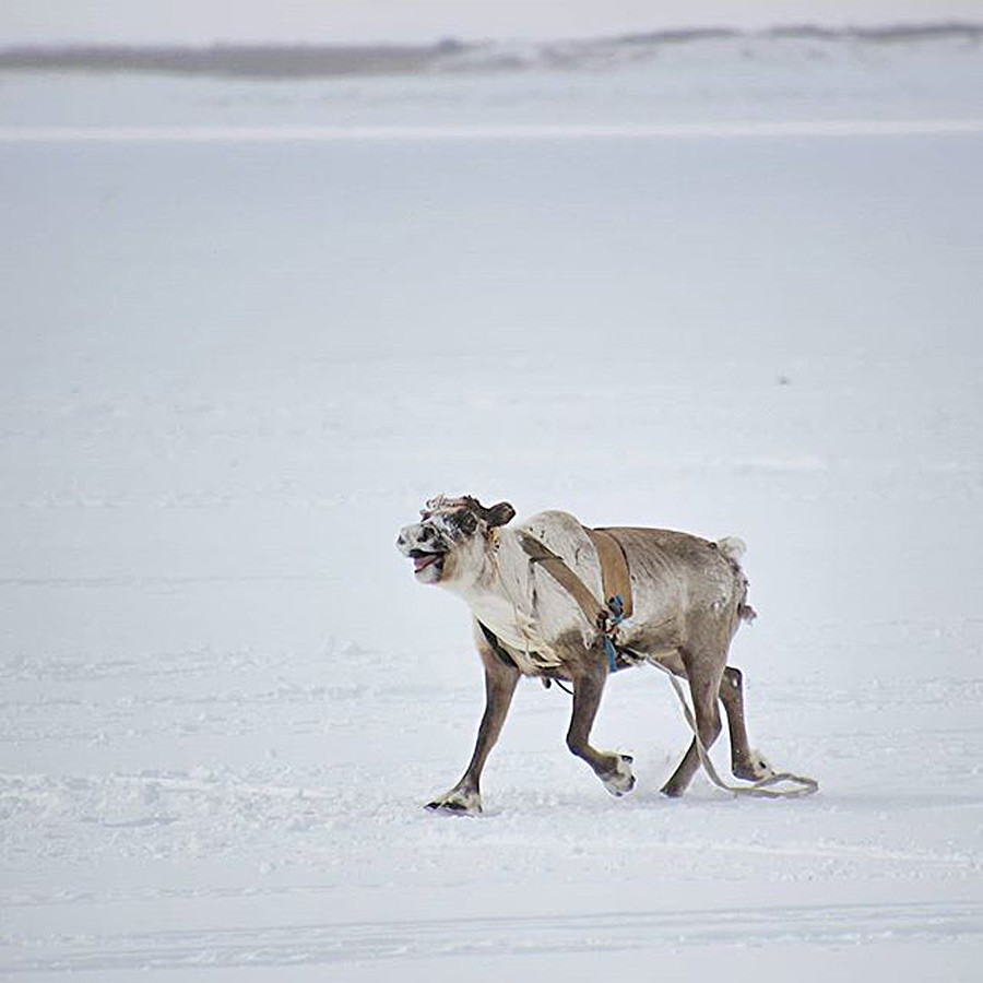 12 animals in Russia’s north that have attained Zen (PHOTOS) - Russia ...