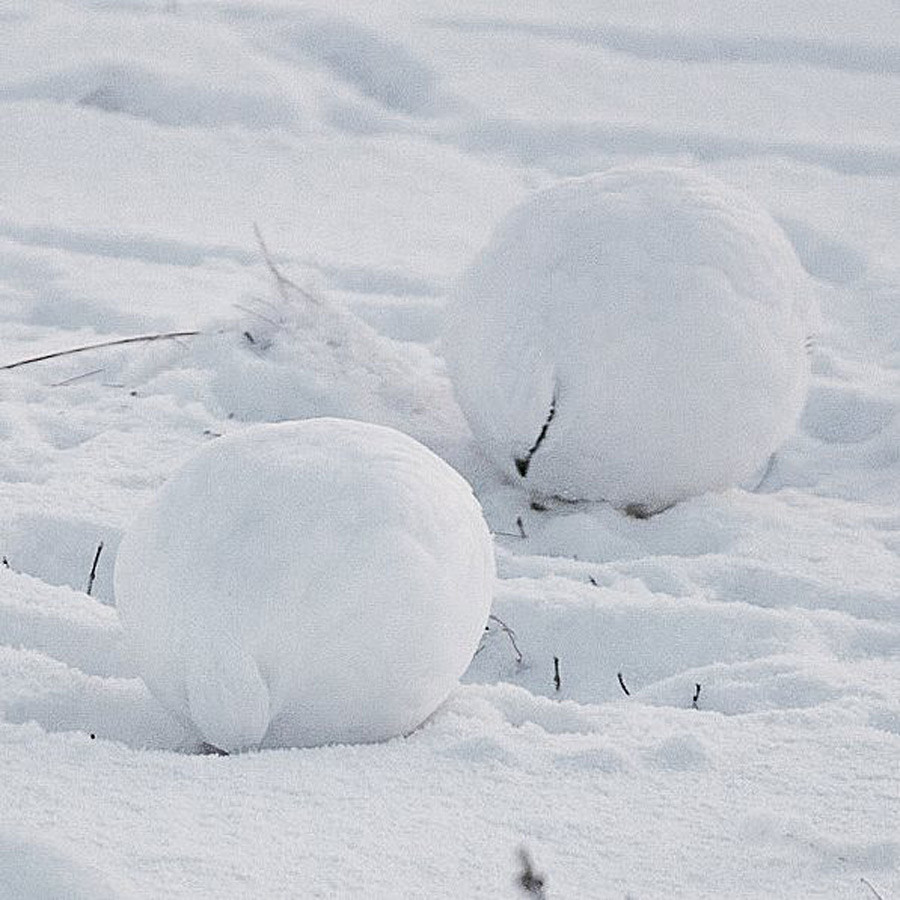 12 animals in Russia’s north that have attained Zen (PHOTOS) - Russia ...