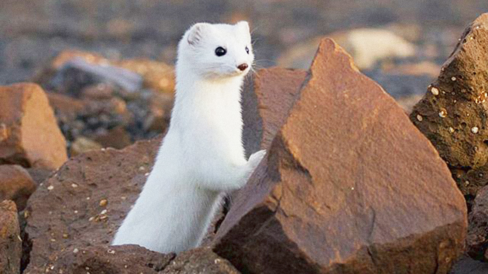 Gli animali selvaggi della penisola del Tajmyr in dodici scatti ...