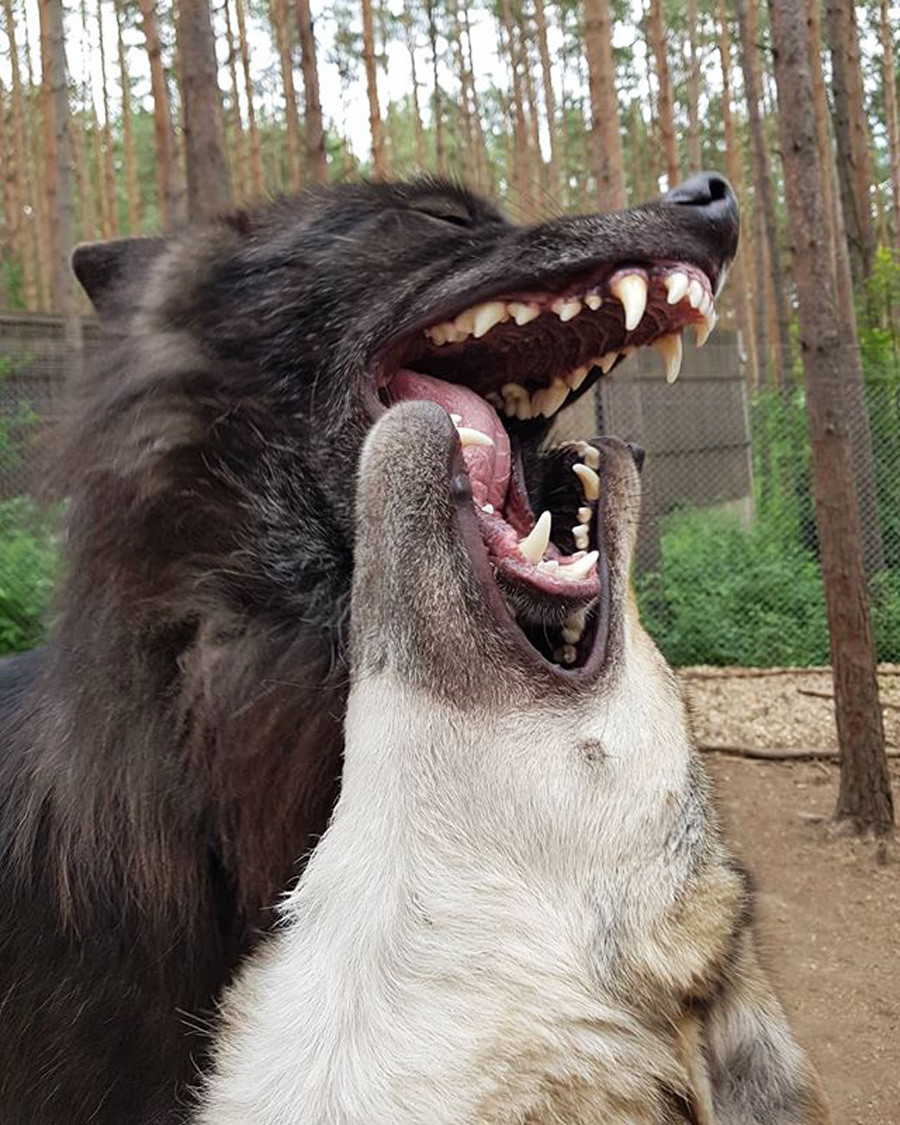 This Russian businessman lives with wolves (literally) - Russia Beyond