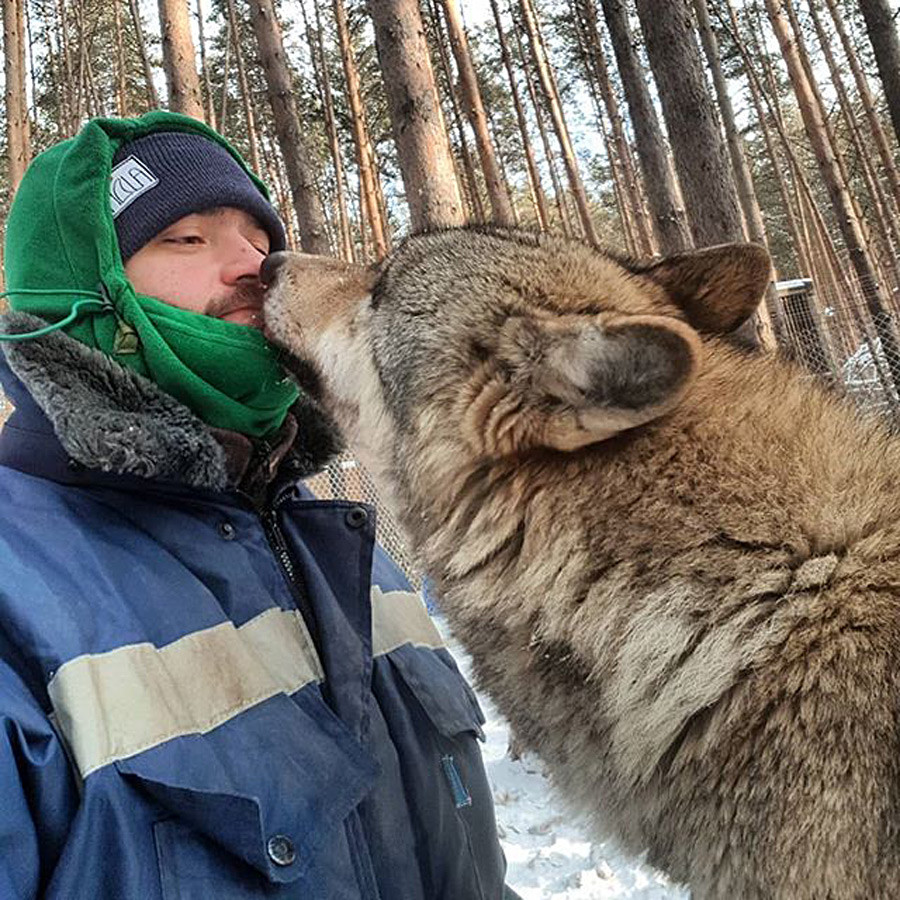 This Russian businessman lives with wolves (literally) - Russia Beyond