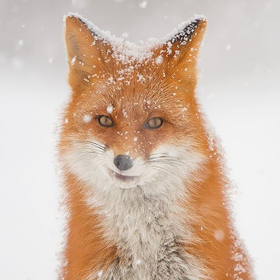 What do Kamchatka foxes do when nobody’s watching? (PHOTOS) - Russia Beyond