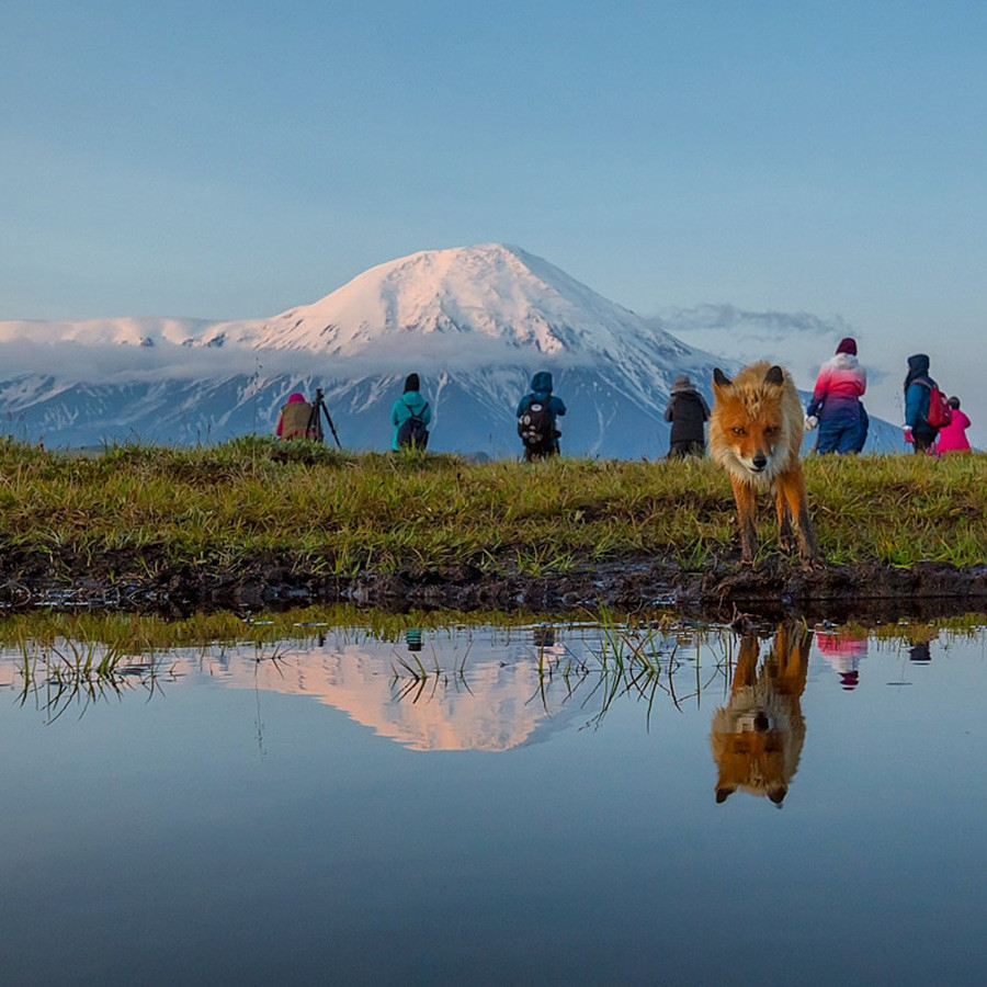 What do Kamchatka foxes do when nobody’s watching? (PHOTOS) - Russia Beyond