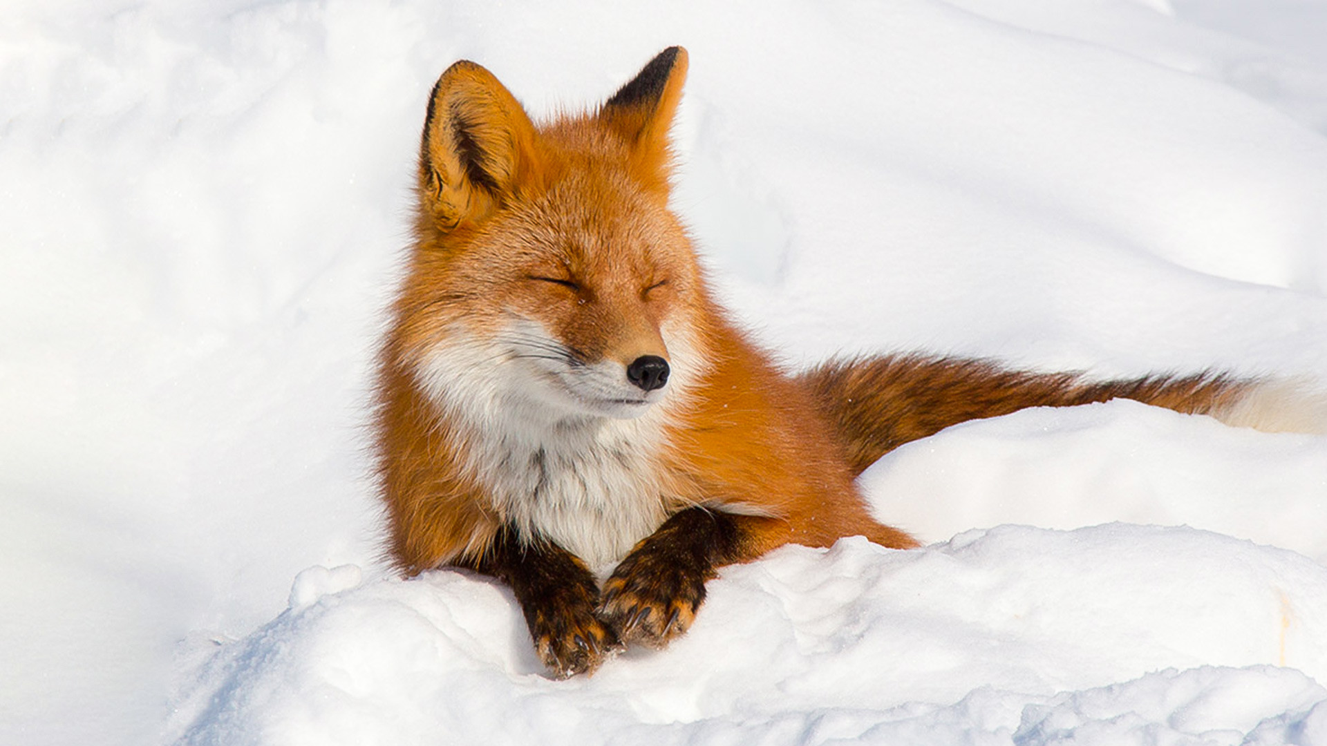What do Kamchatka foxes do when nobody’s watching? (PHOTOS) - Russia Beyond