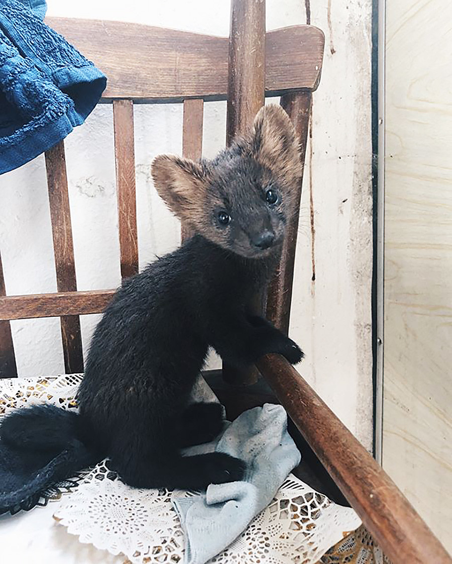 Resgatada em fazenda de pele, zibelina russa vira estrela do Instagram ...