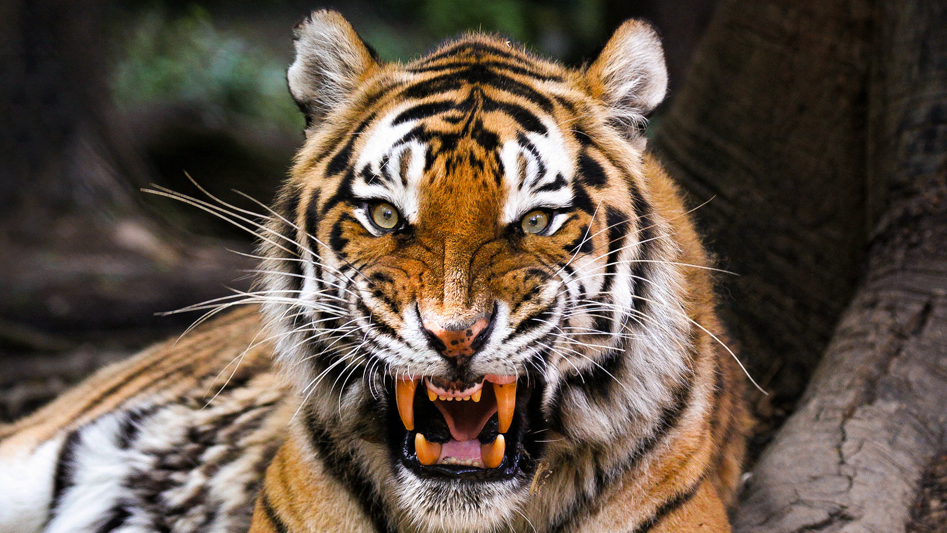 Quem Venceria A Briga Um Tigre Siberiano Ou Um Urso Pardo Russia Beyond BR quem-venceria-a-briga-um-tigre-siberiano-ou-um-urso-pardo-russia-beyond-br