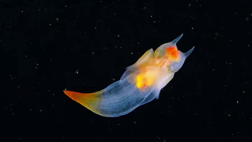 Y esos cuernos?’ El ‘ángel del mar Blanco’ gana adeptos en las redes ...