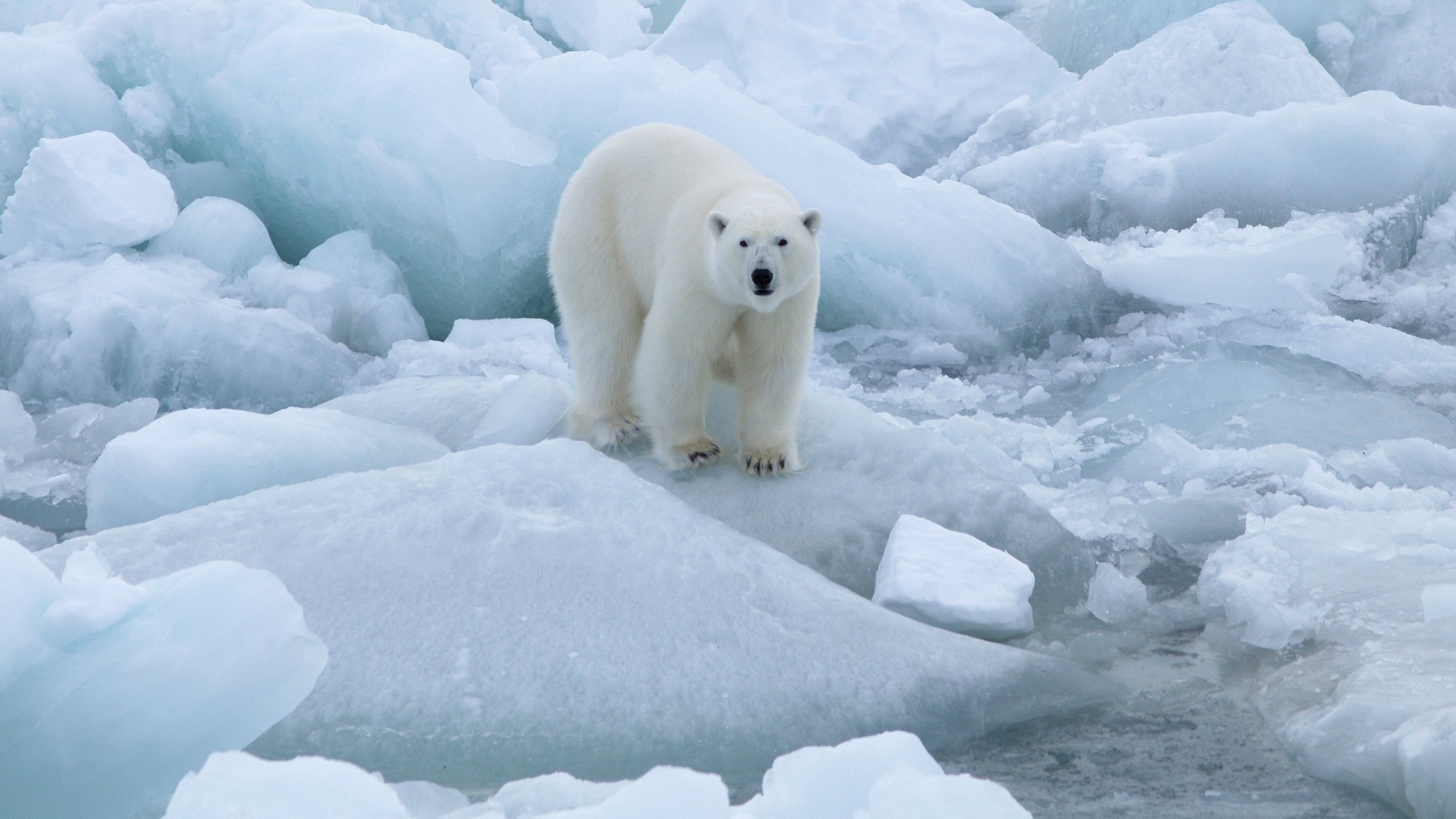 Le décompte exhaustif des ours blancs de Russie bientôt entrepris ...