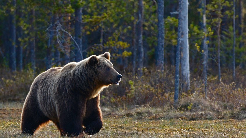 Mientras tanto en Rusia… Oso en Kamchatka con un cubo en la cabeza ...
