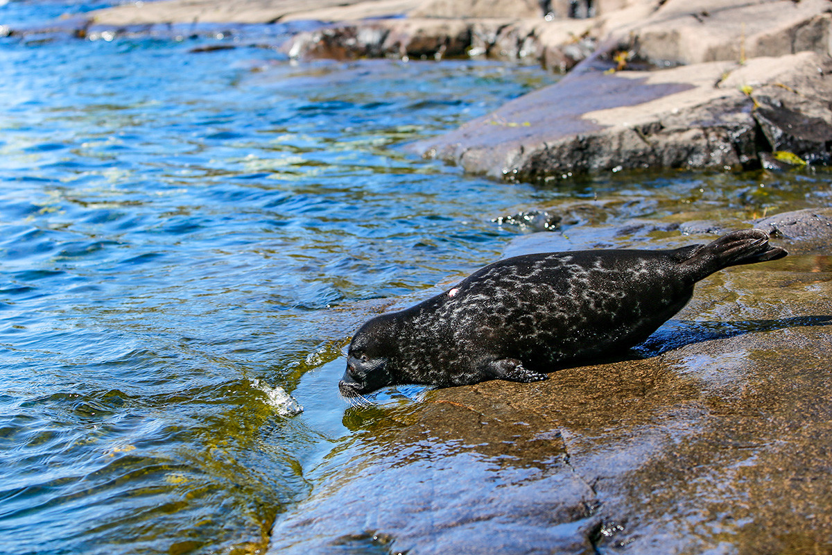 Estos son los 10 lugares más hermosos de Carelia (Fotos) - Russia Beyond ES