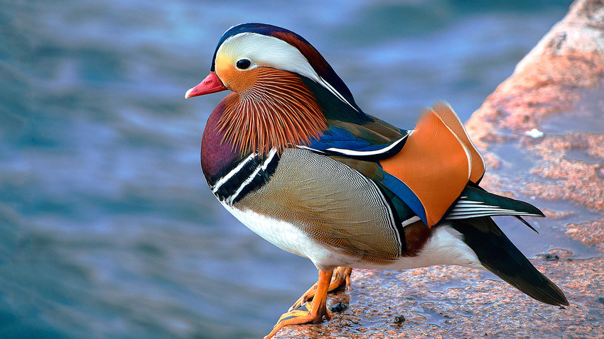 Animali rari in città: sei specie a rischio che possono essere ...