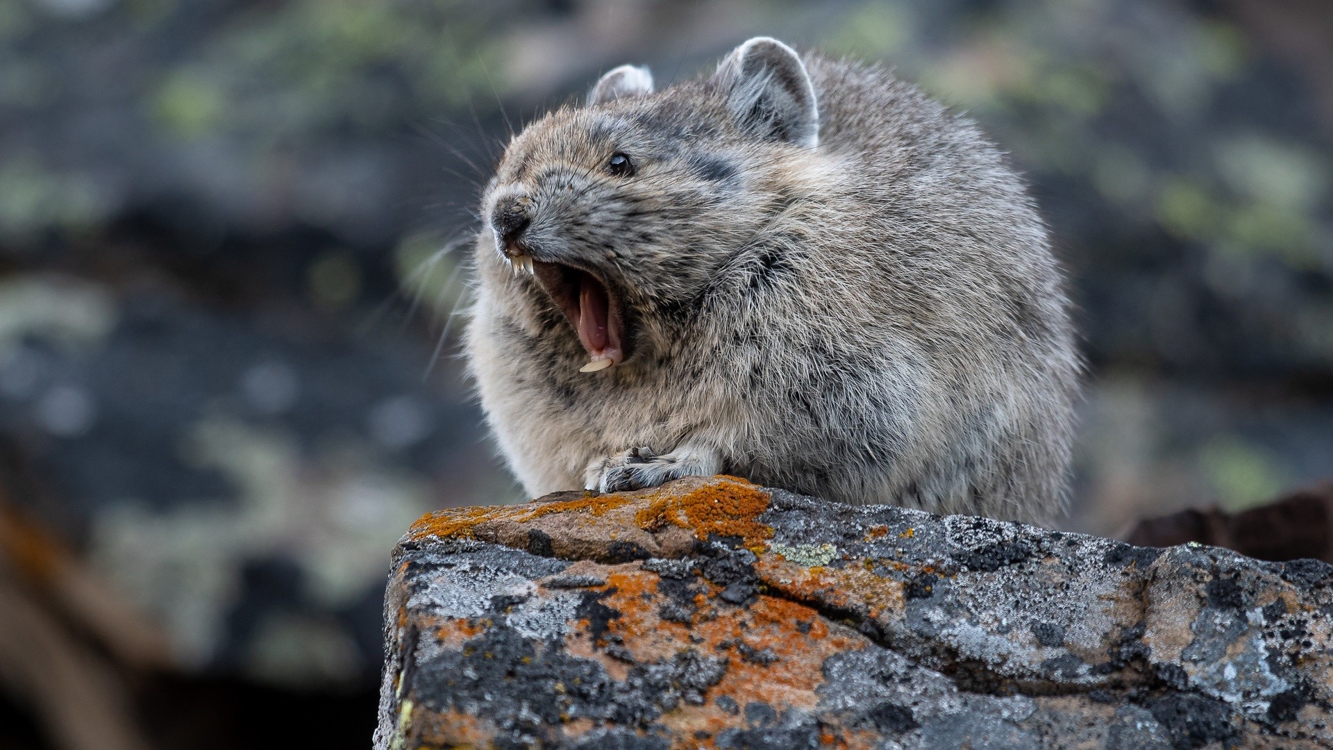 Des espèces éteintes et inconnues de pikas découvertes dans une grotte ...