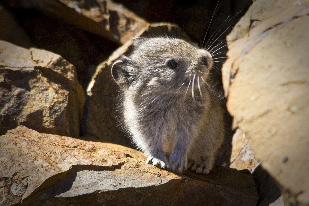 Des espèces éteintes et inconnues de pikas découvertes dans une grotte ...