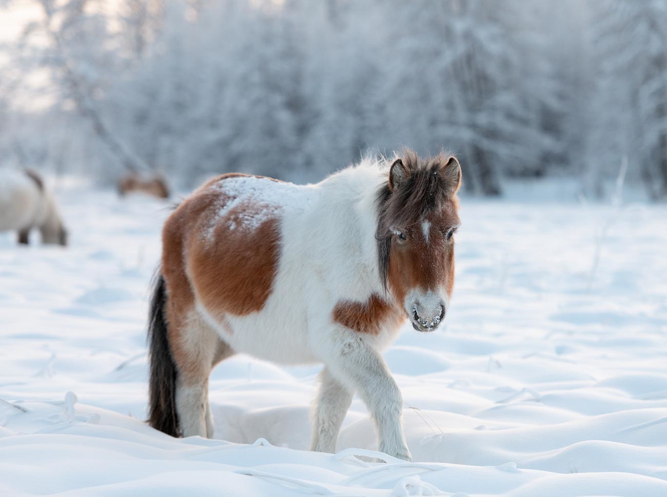Los caballos más resistentes a las heladas viven en la Yakutia rusa ...