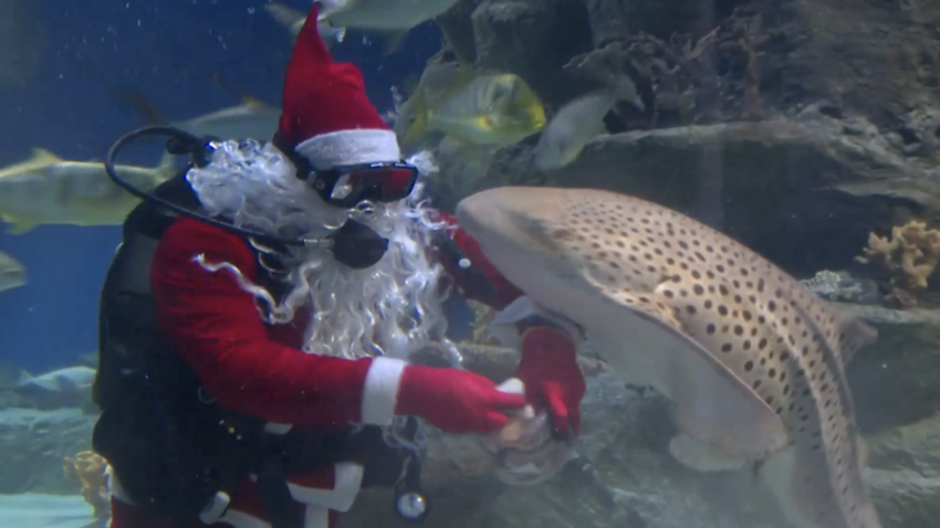 En Rusia, hasta los peces que se portaron bien este año reciben regalos ...