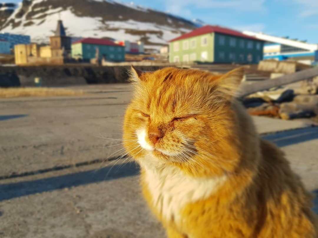 Meet Kesha, the only cat in the entire Arctic Ocean archipelago (PHOTOS ...