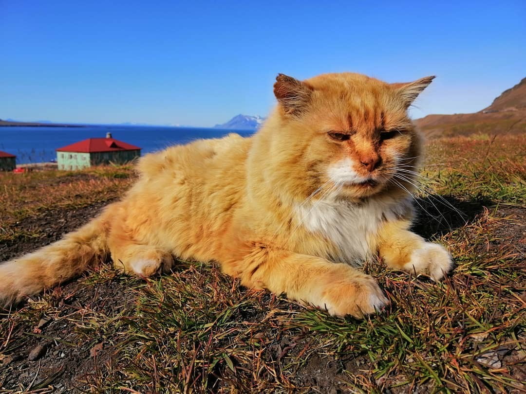 Meet Kesha, the only cat in the entire Arctic Ocean archipelago (PHOTOS ...