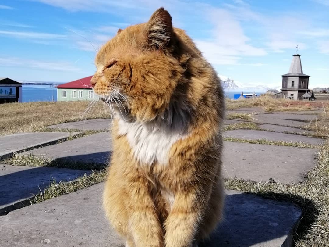 Meet Kesha, the only cat in the entire Arctic Ocean archipelago (PHOTOS ...