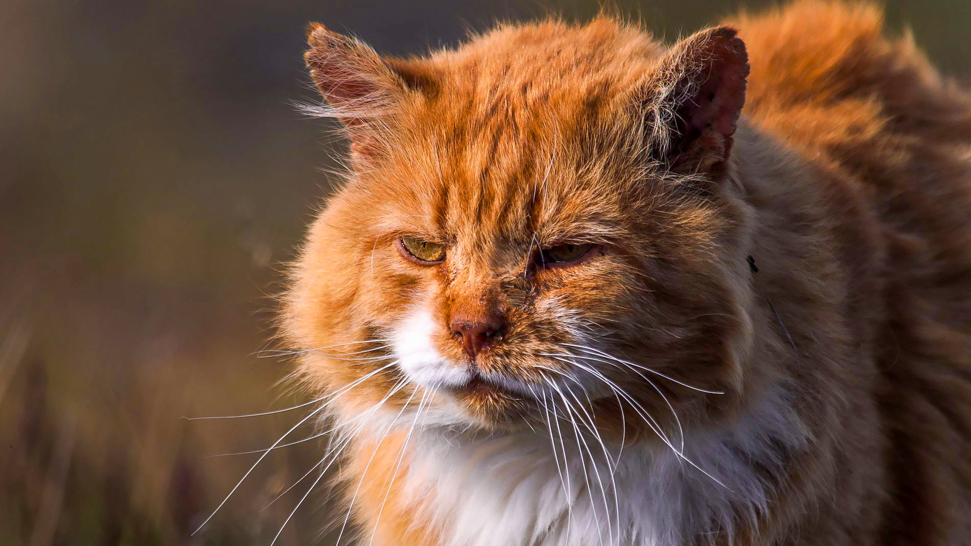Kescha der Kater: Treffen Sie das einzige Samtpfötchen im gesamten ...