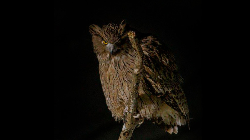 Not just bears and tigers! Even the world’s largest owls live in Russia ...