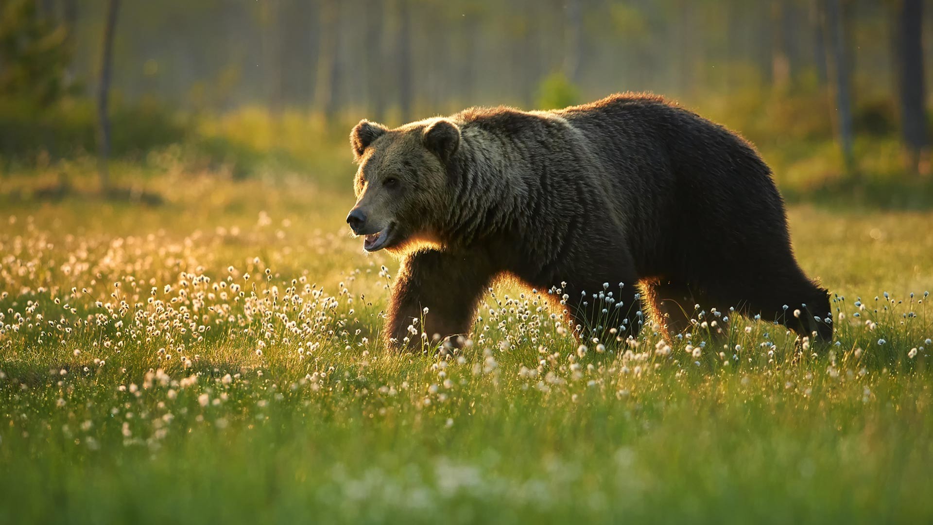 Quand les Russes chassent les ours - Russia Beyond FR