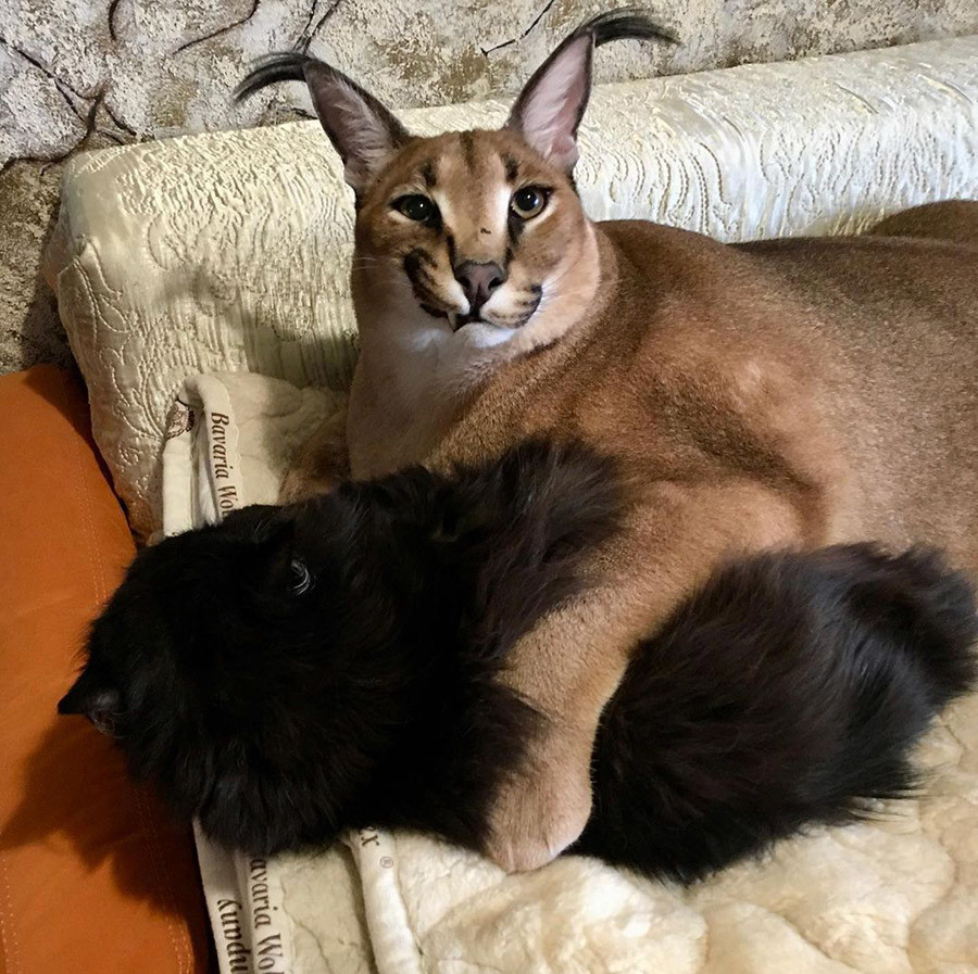 Запознайте се с Big Floppa - героят от най-популярния котешки мем за ...